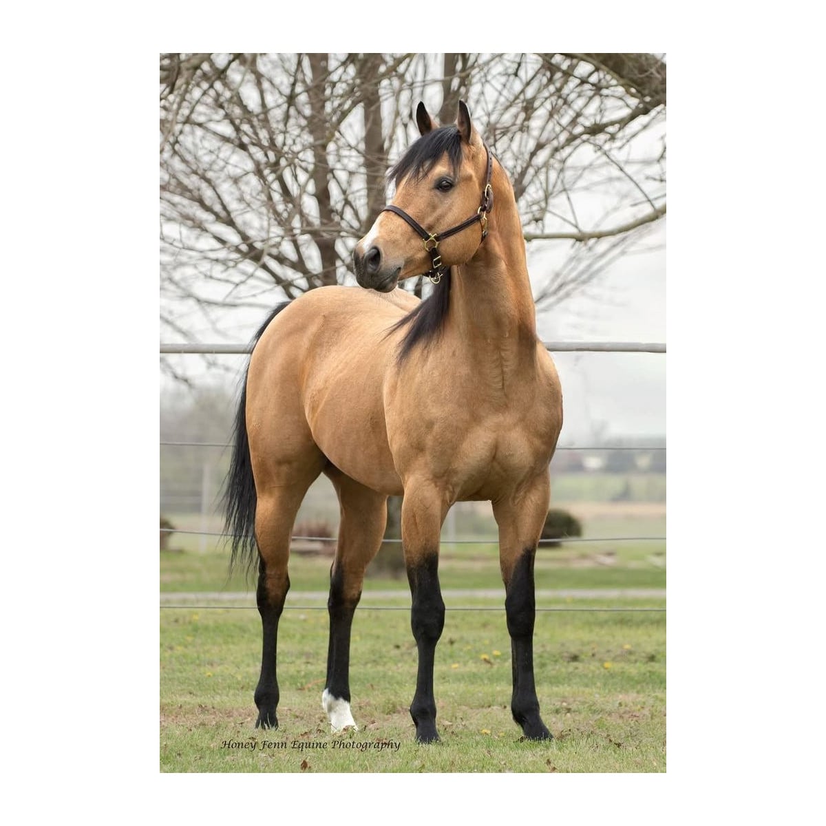 Schleich Yegua Pura Raza Española